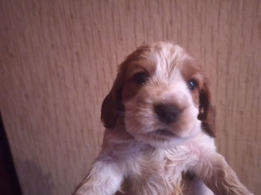 Русский спаниель