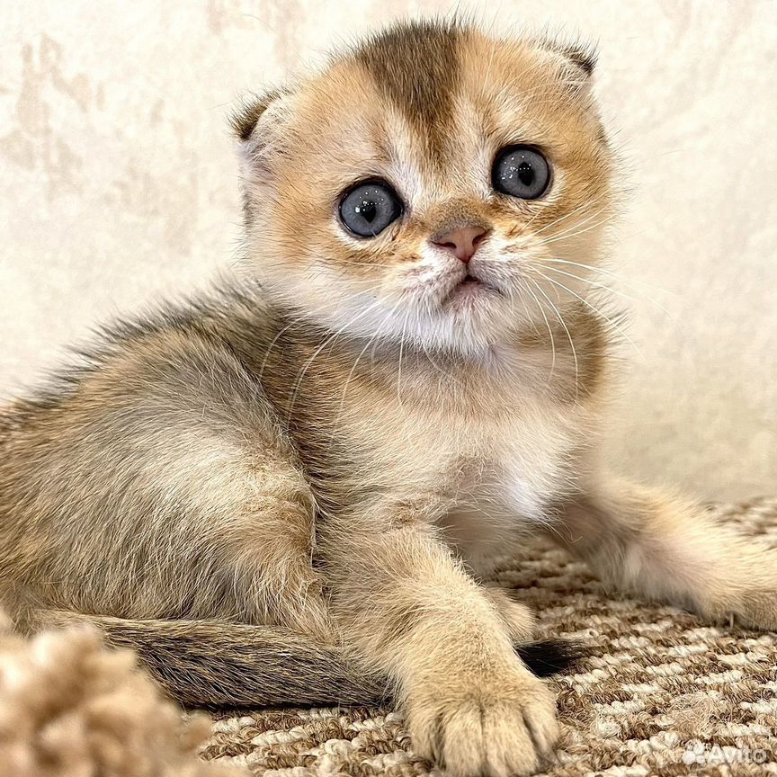 Фолд Кот Плюшевый Золотой Сладкий ребенок