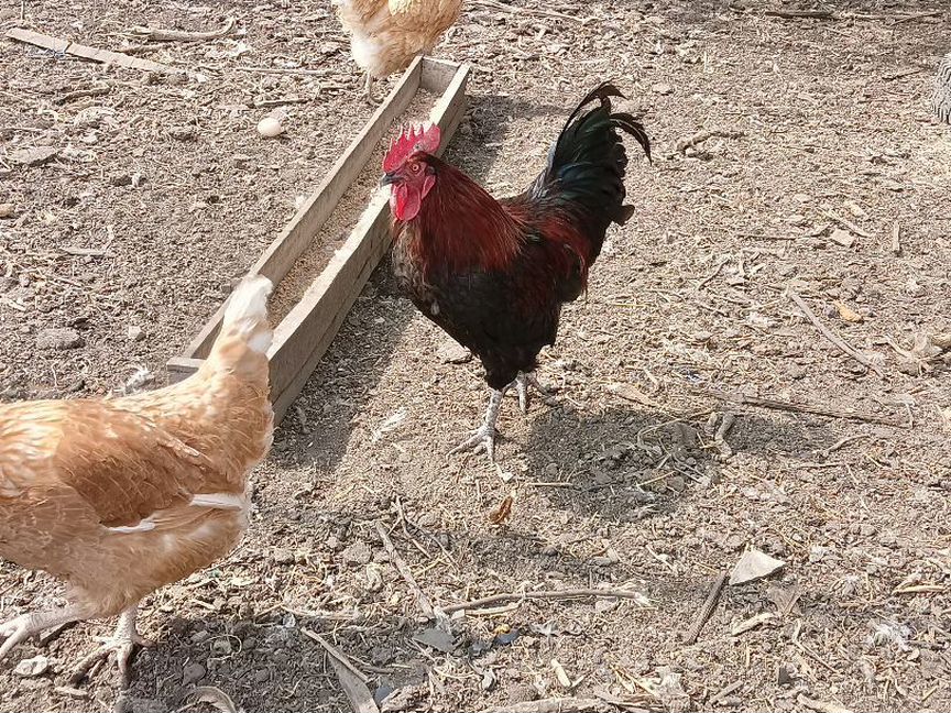 Куры домашние