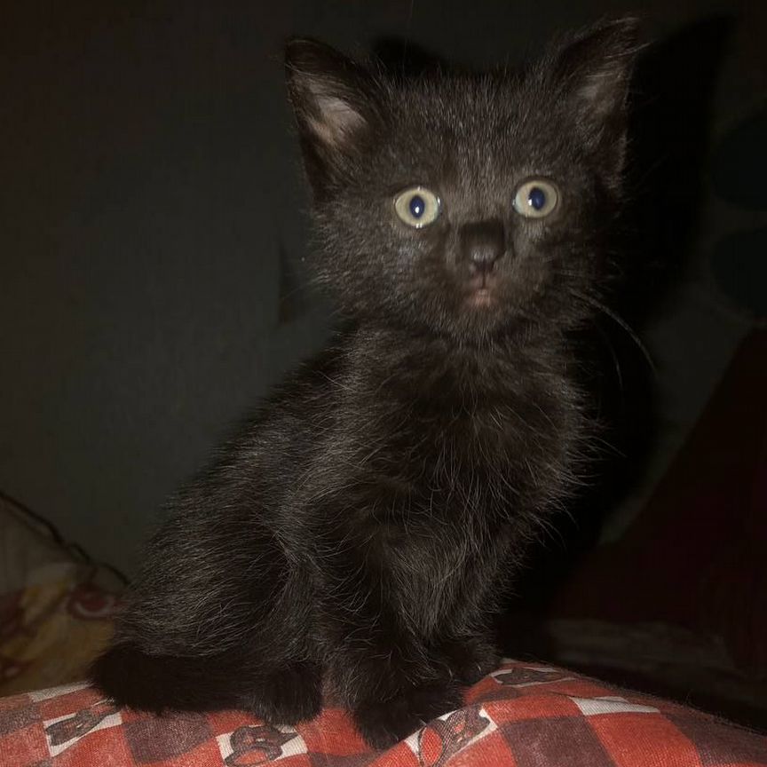 Котята в добрые руки бесплатно
