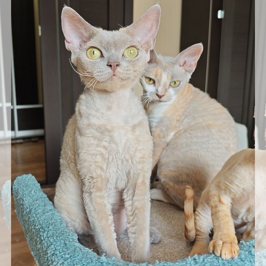 Молодая кошечка