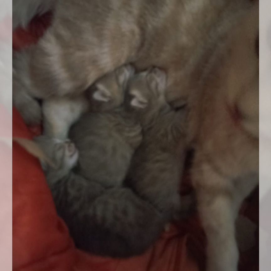 Котята в добрые руки