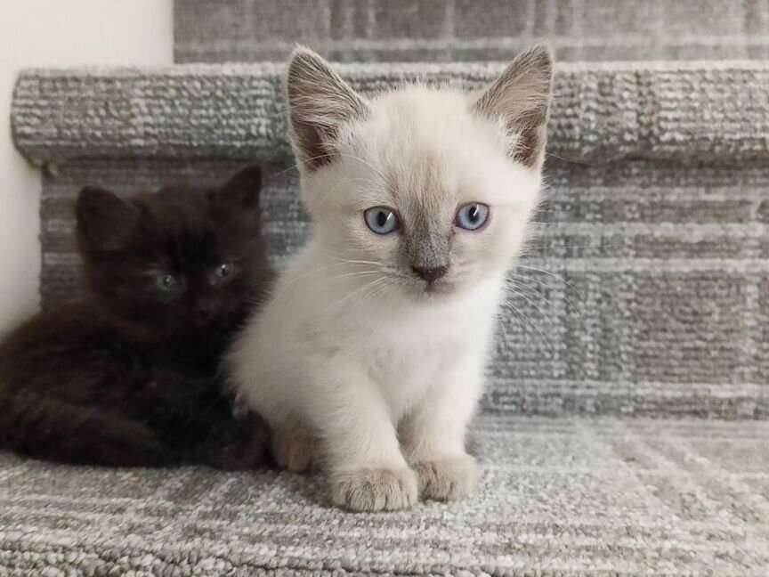 Котята в добрые руки