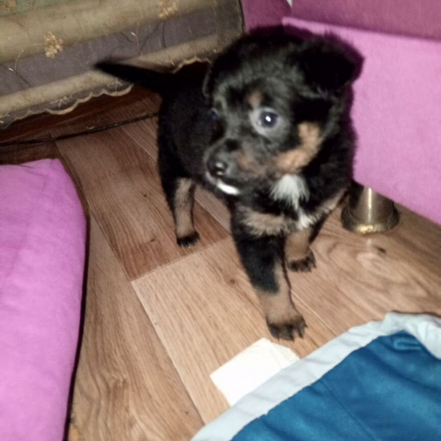 Щенок ротвейлер