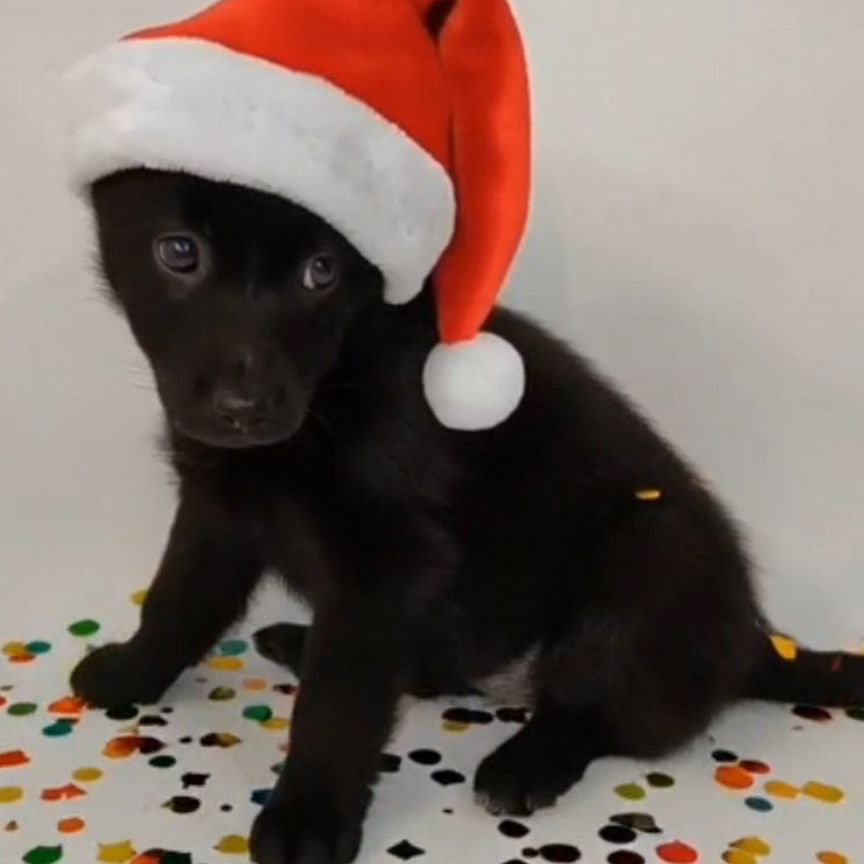 Щенок в добрые руки