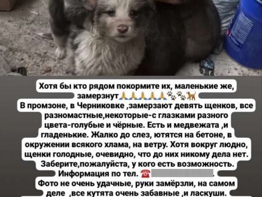 Щенок в добрые руки бесплатно