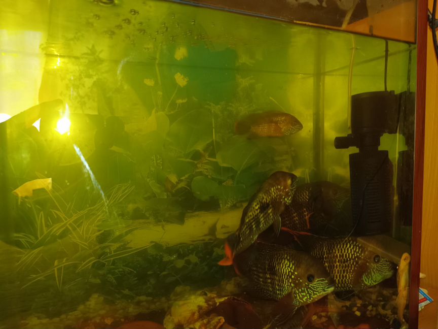 Аквариум с бирюзовыми акарами