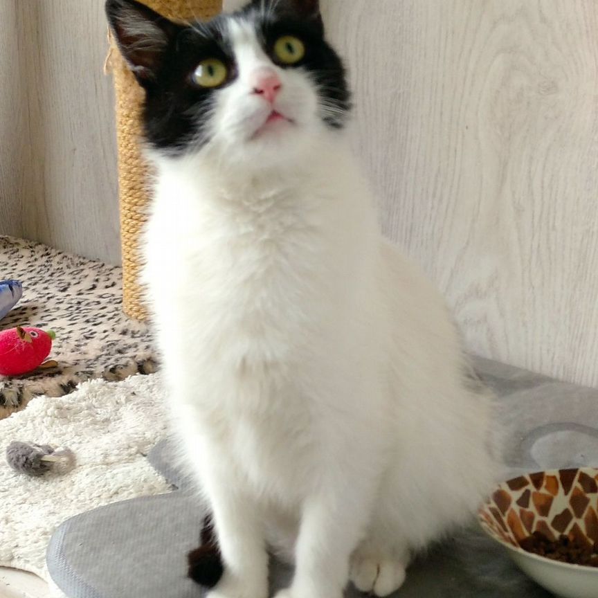 Котик в добрые руки