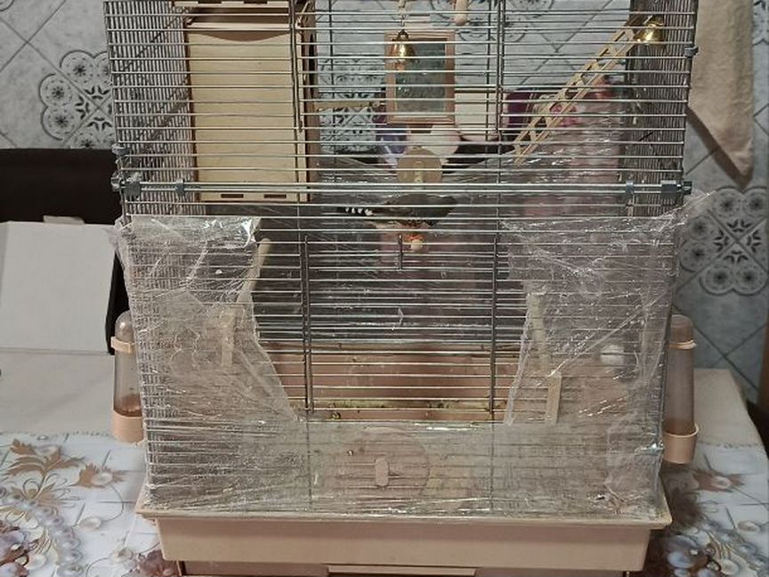 Зебровые амадины