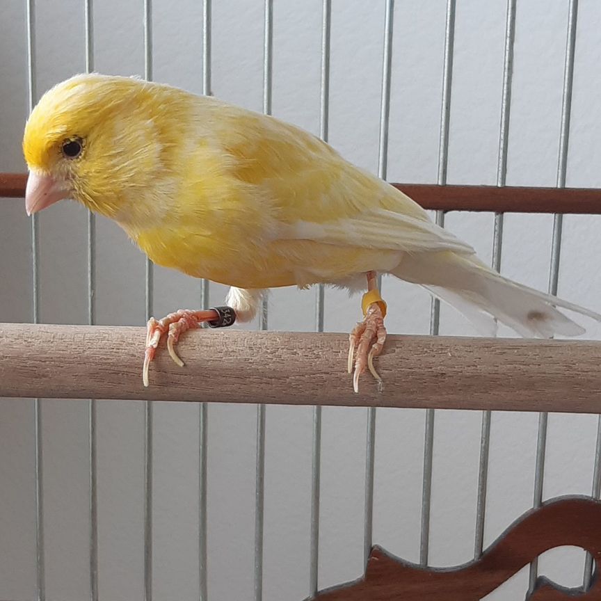 Кенарь