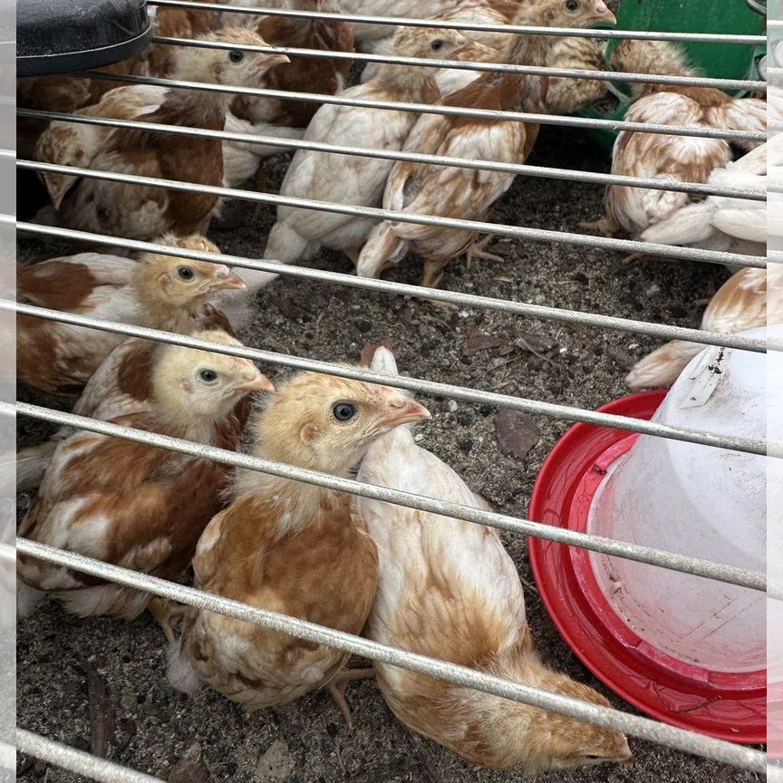 Цыплята Ломан Браун, подрощенные (1 месяц)