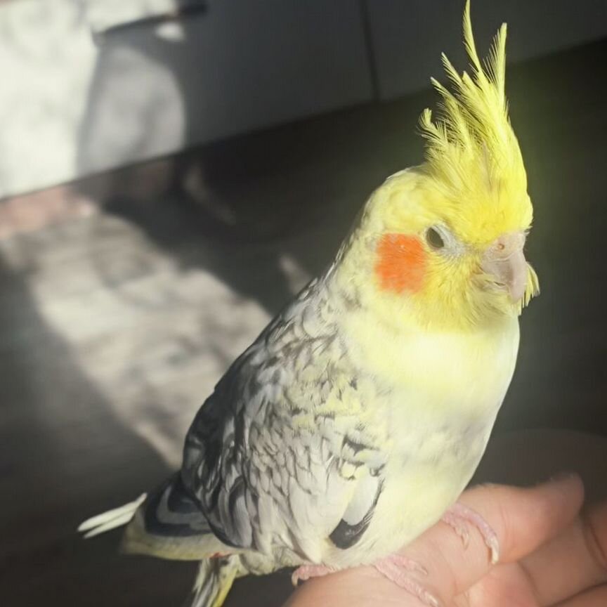 Попугай корелла