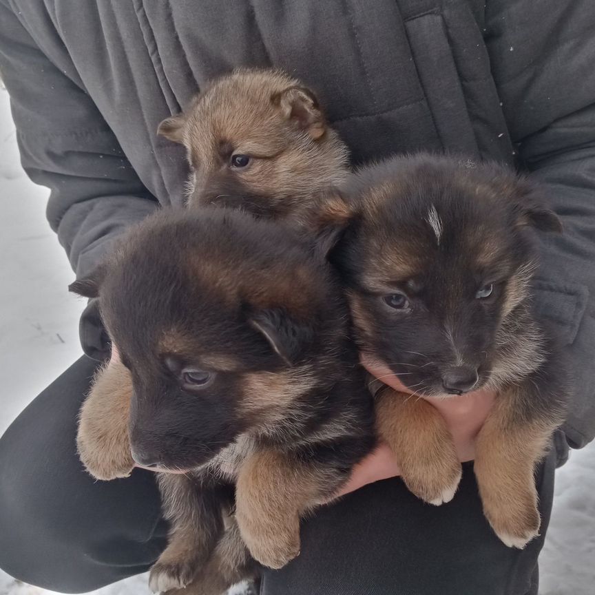 Отдам щенков в добрые руки бесплатно