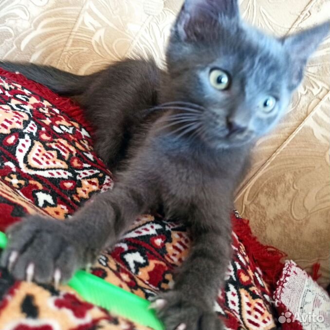Котёнок фенотип -русская голубая, 1,5 месяца