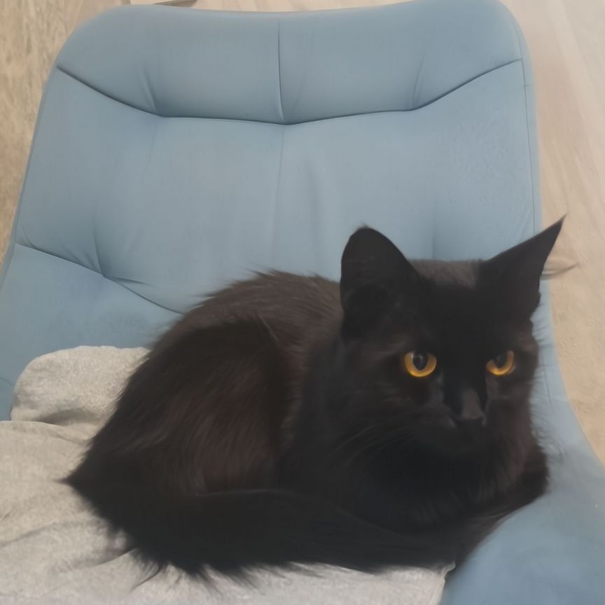 Взрослая, Девочка кошка в добрые руки