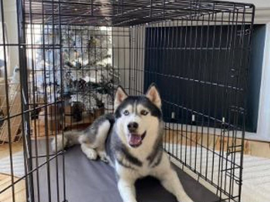 Клетка / вольер для собак №4