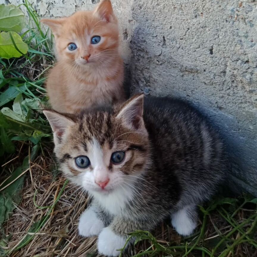 Отдам бесплатно 5 котят