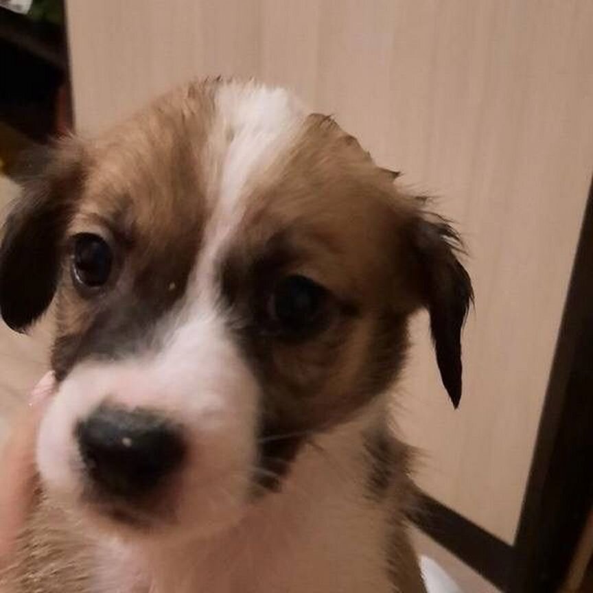 Щенки таскообразные альпийские гончии