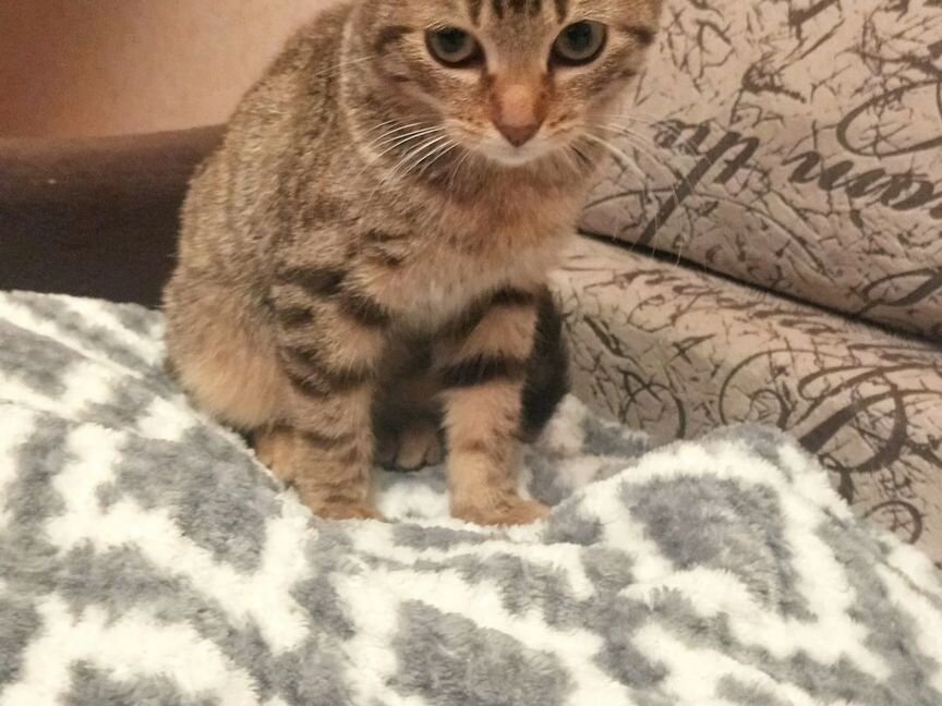 Обаятельная кошечка 3 мес