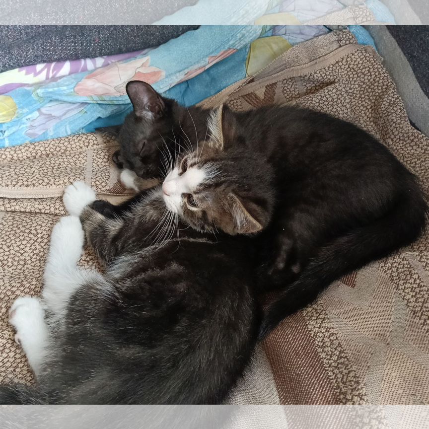 Котёнок в добрые руки