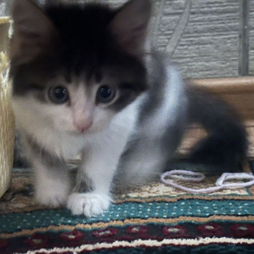 Котята в добрые руки 2 месяца мальчики