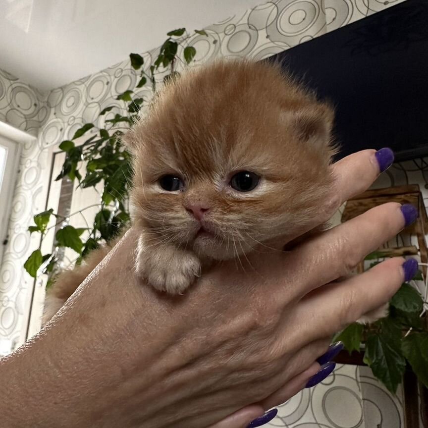 Котята экзоты