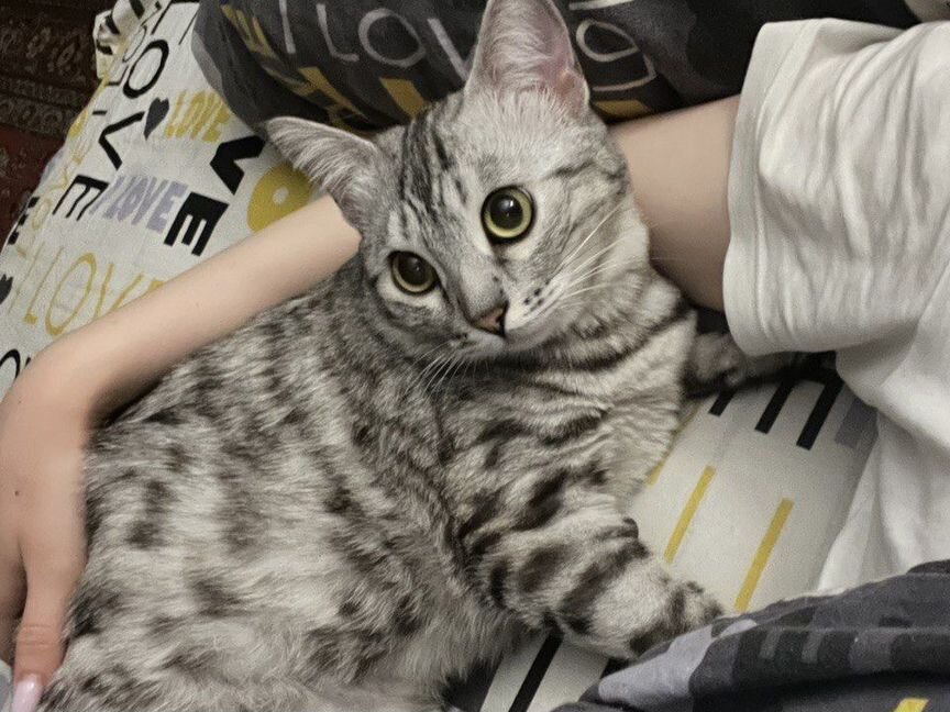 Бенгальская кошка бесплатно