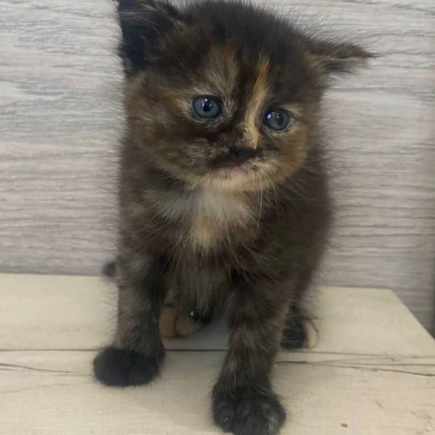 Котята