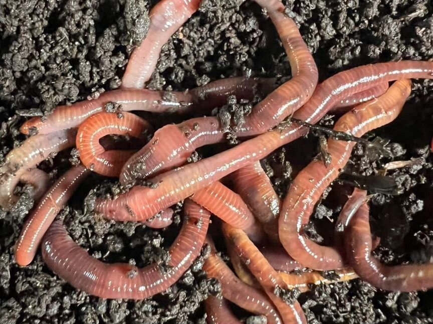 Черви калифорнийские