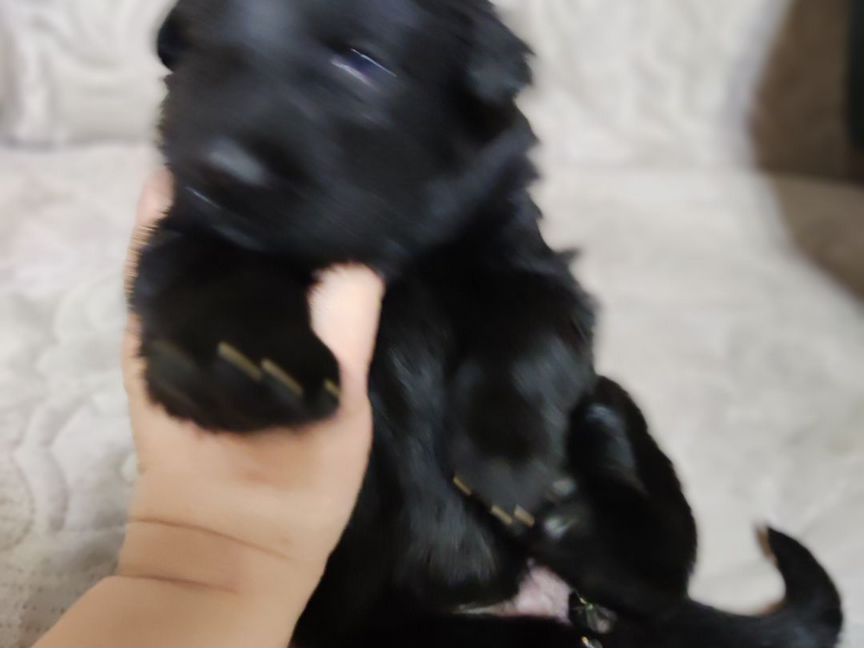 Собака немецкая овчарка