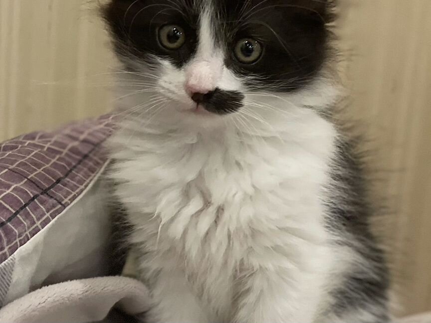 Домовёнок Кузя в поиске