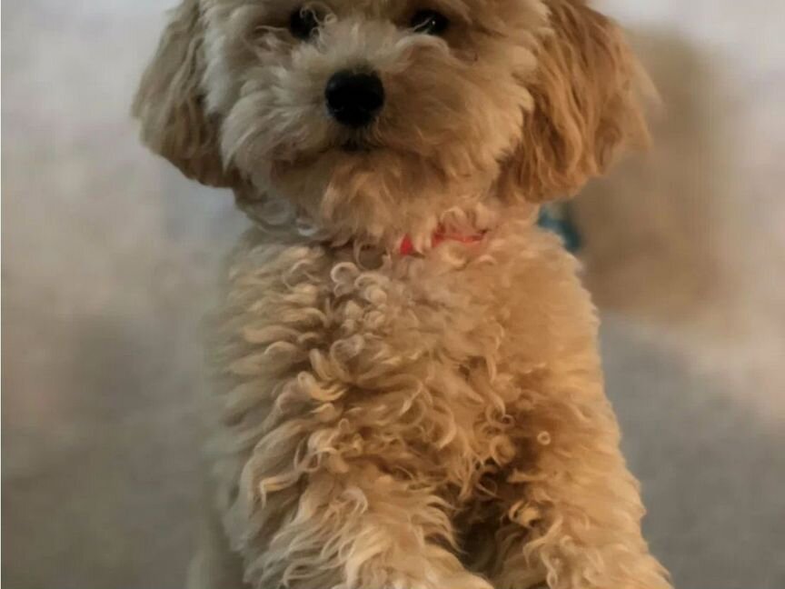 Мальтипу Пушон Бишпу