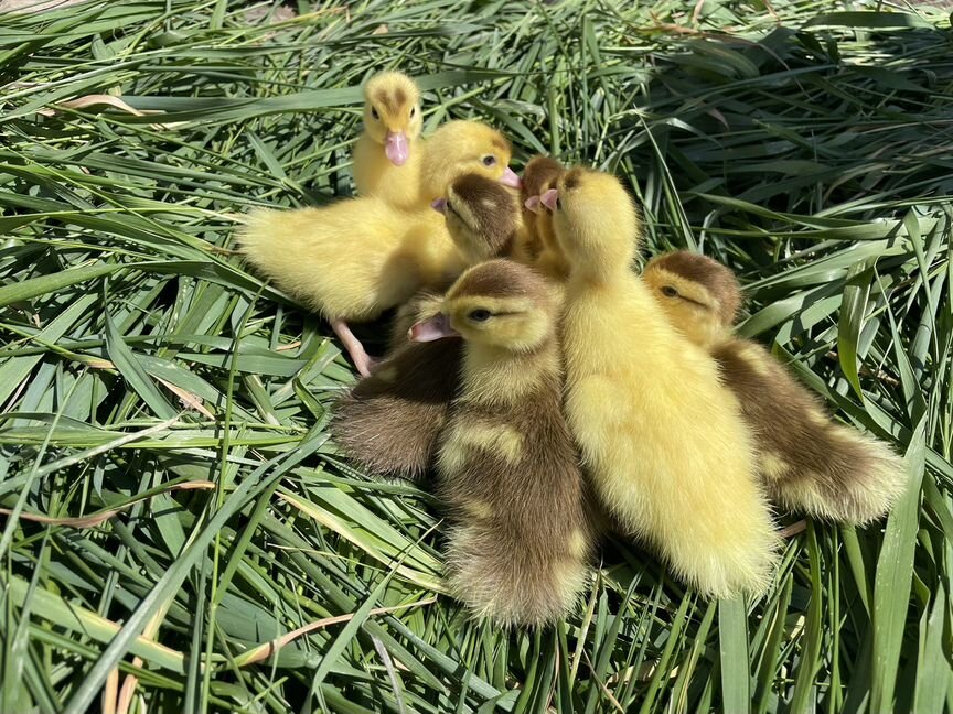 Утки шипуны