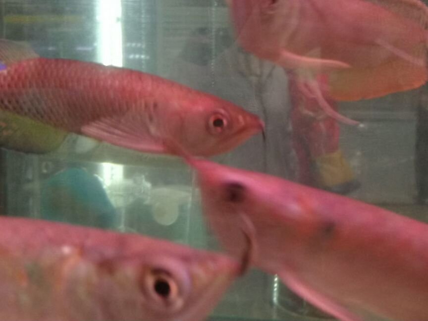 Аравана Жардини