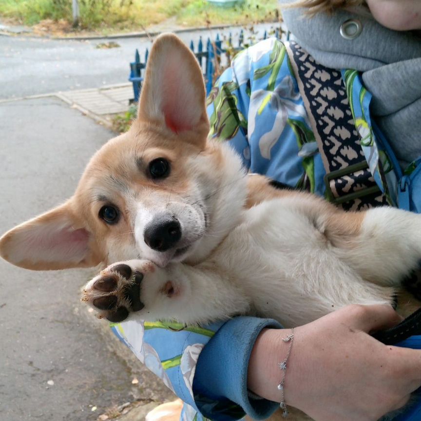 Вельш Корги Пемброк, щенок