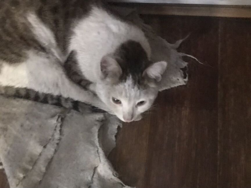 Котик в добрые руки