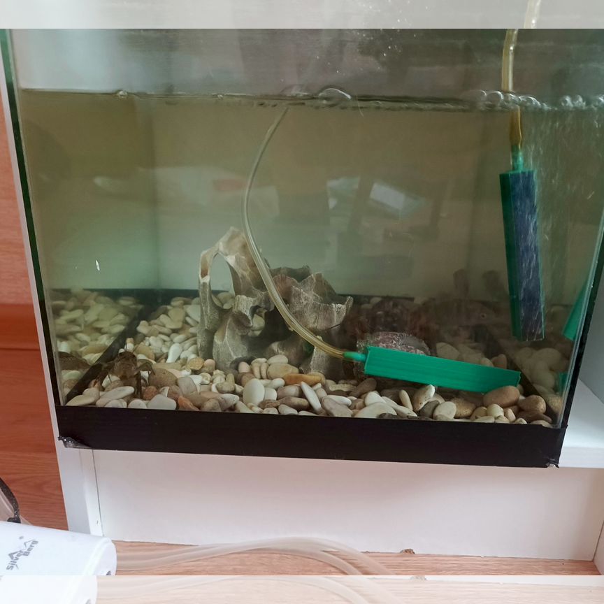 Аквариум с раками