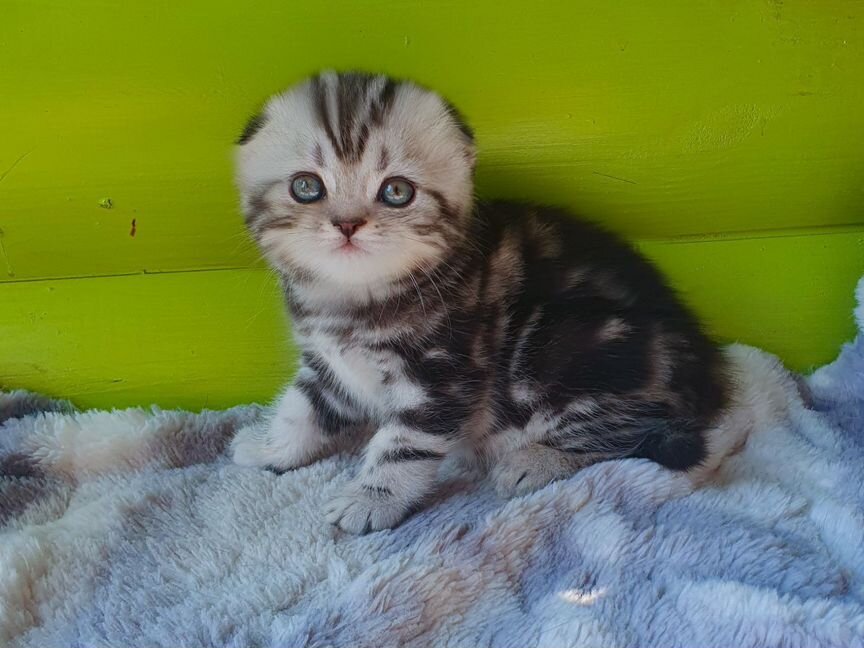 Шотландские мраморята