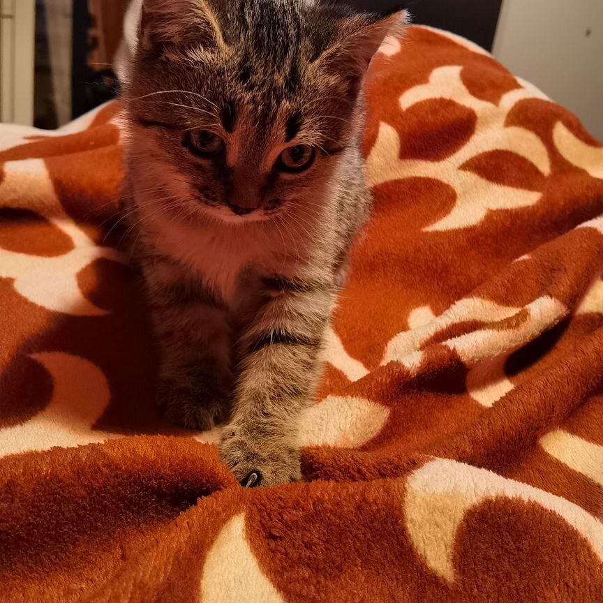 Котенок в добрые руки