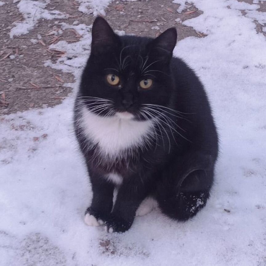 Котёнок в добрые руки