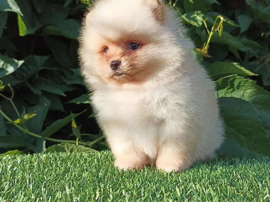 Девочки - красотки(померашки)