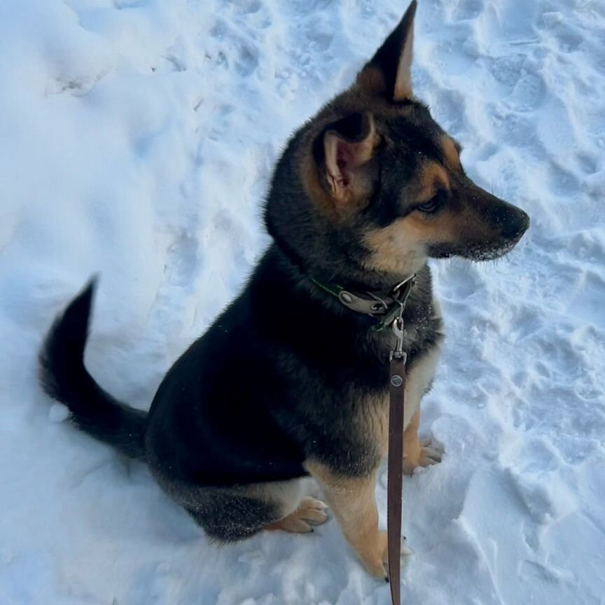 Щенок в добрые руки