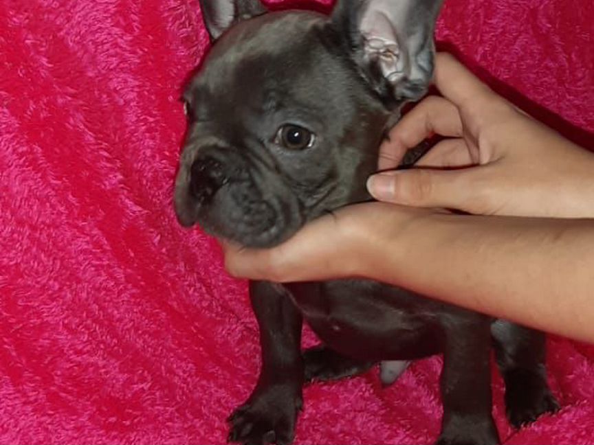 Щенки французского бульдога голубого окраса