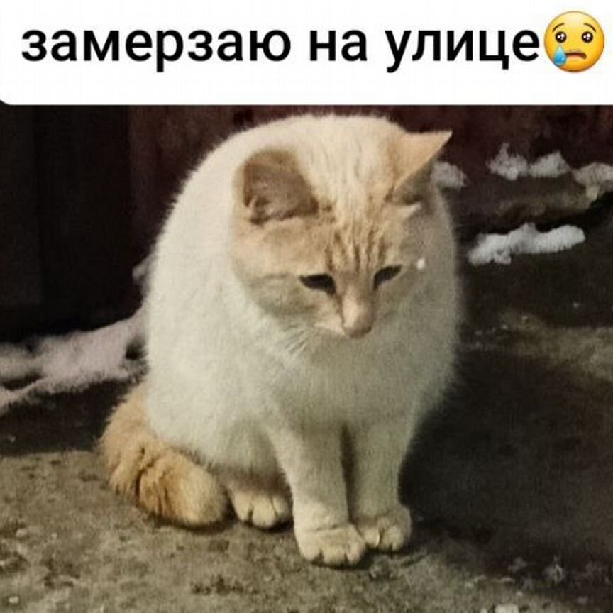 Взрослый кот в добрые руки