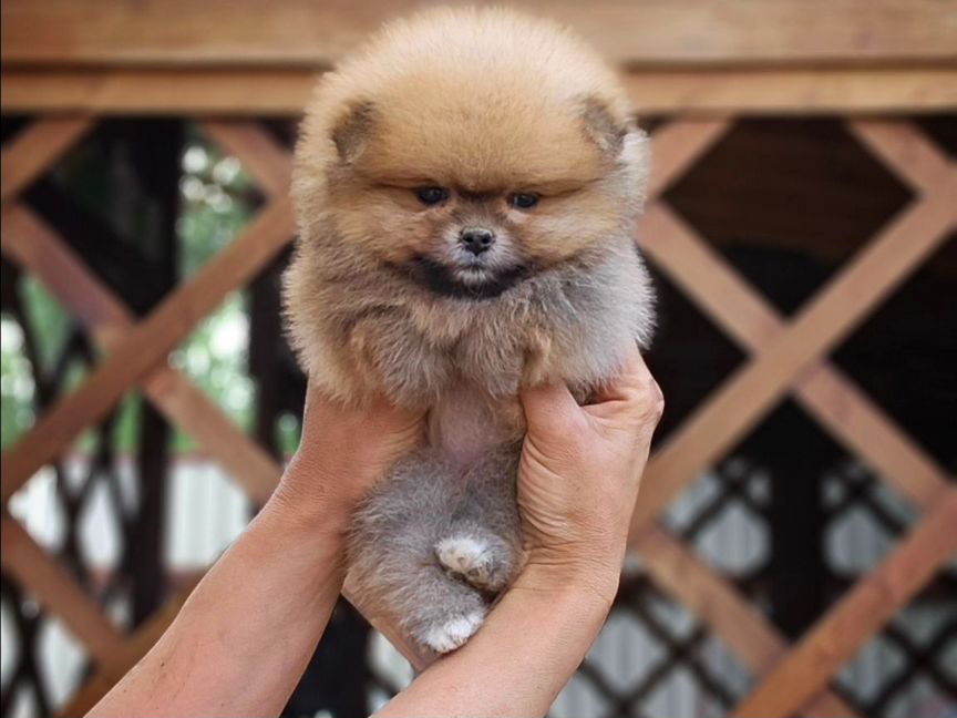 Девочка мини курносая куколка