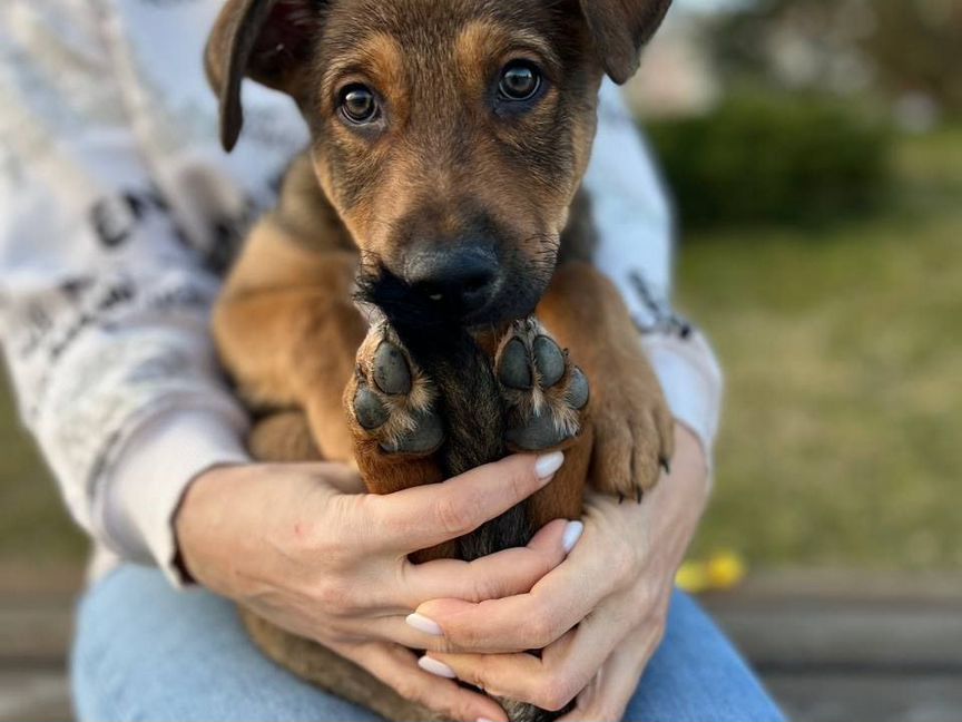 Собака в добрые руки