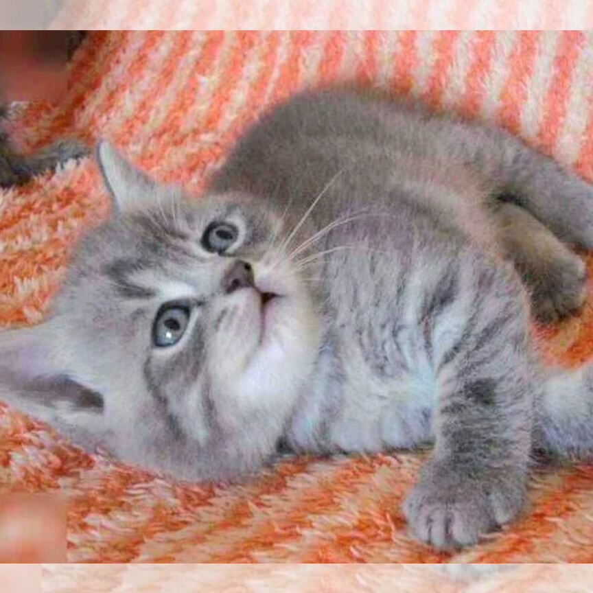 Шотландские котятки)