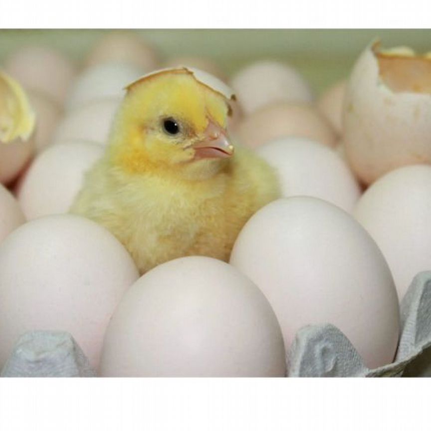 Инкубационное яйцо