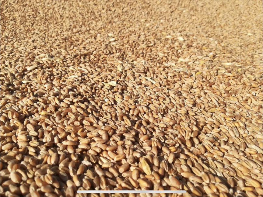 Пшеница фуражная