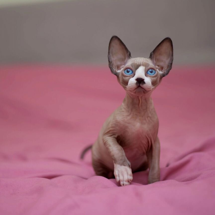 Голубоглазый шоколадик